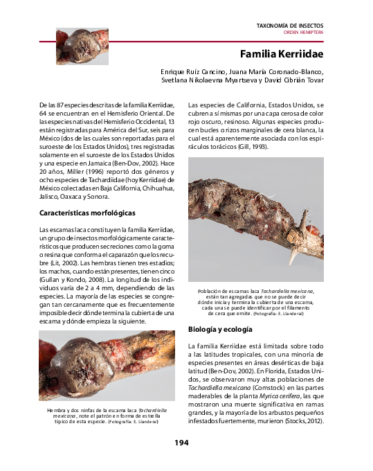 (PDF) Familia Kerriidae