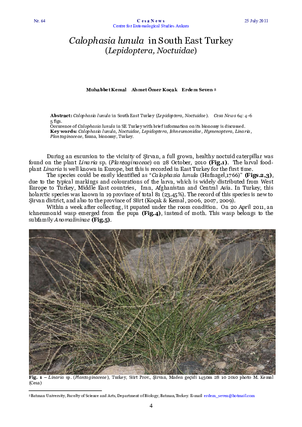 (PDF) Calophasia lunula in South East Turkey (Lepidoptera, Noctuidae)