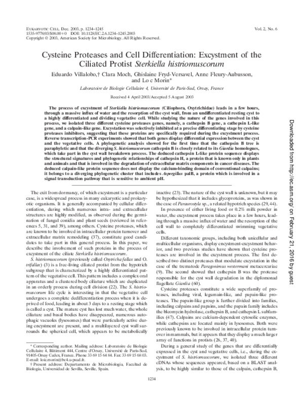 (PDF) Cysteine Proteases and Cell Differentiation: Excystment of the ...