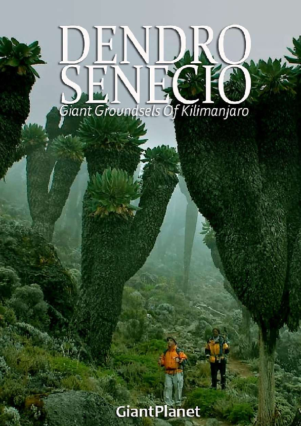 (PDF) Dendrosenecio : Giant Groundsels Of Kilimanjaro