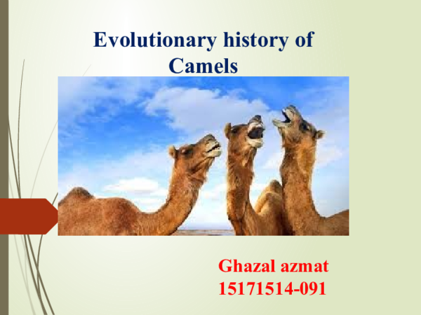 (PPT) Evolution of camel 1