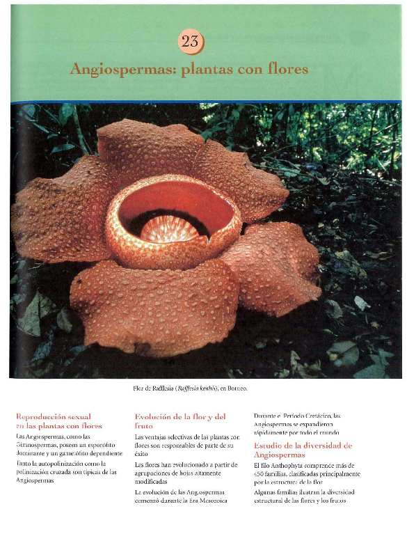 (PDF) Angiospermas:plantas con flores