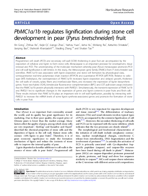 (PDF) PbMC1a/1b regulates lignification during stone cell development ...