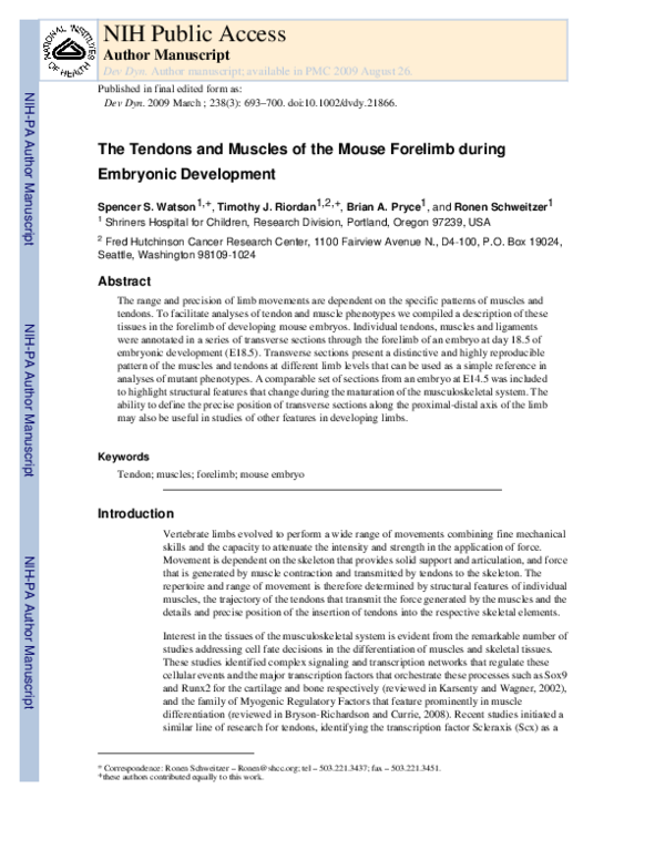(PDF) Tendons and muscles of the mouse forelimb during embryonic ...