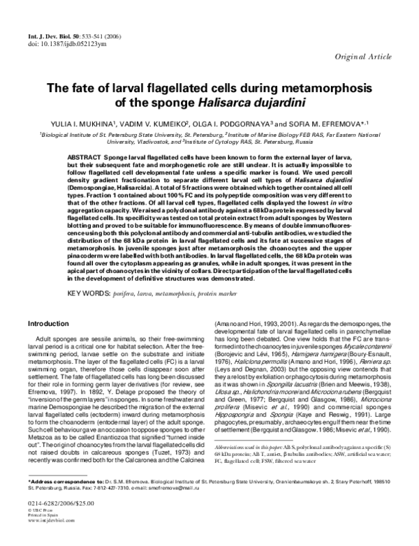 (PDF) The fate of larval flagellated cells during metamorphosis of the ...