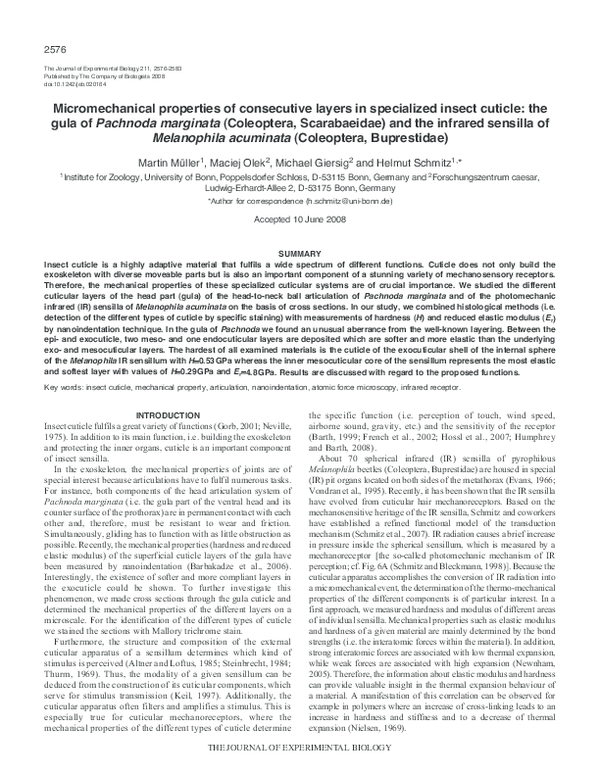 (PDF) Micromechanical properties of consecutive layers in specialized ...