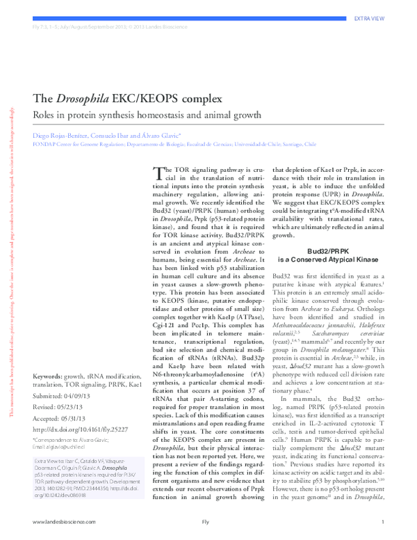 (PDF) The Drosophila EKC/KEOPS complex: Roles in protein synthesis ...
