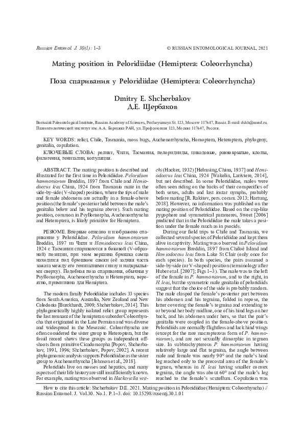 (PDF) Mating position in Peloridiidae (Hemiptera: Coleorrhyncha)