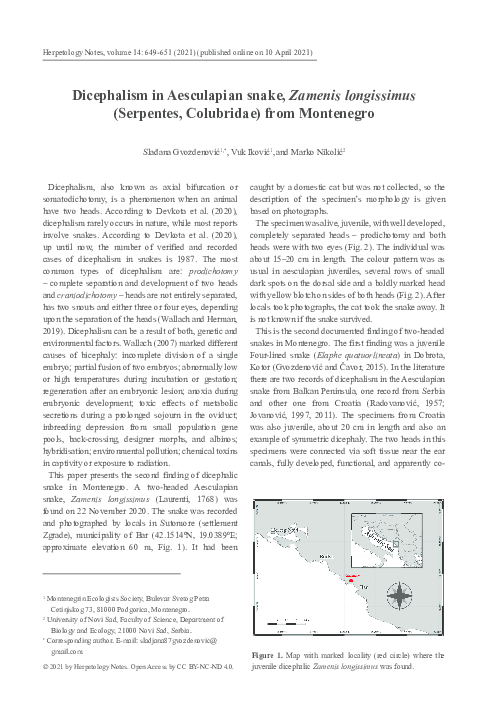 (PDF) Dicephalism in Aesculapian snake, Zamenis longissimus (Serpentes ...