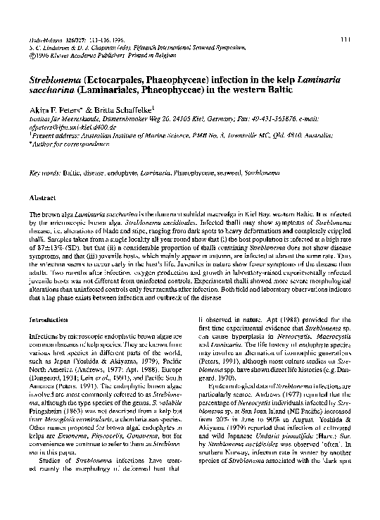(PDF) Streblonema (Ectocarpales, Phaeophyceae) infection in the kelp ...