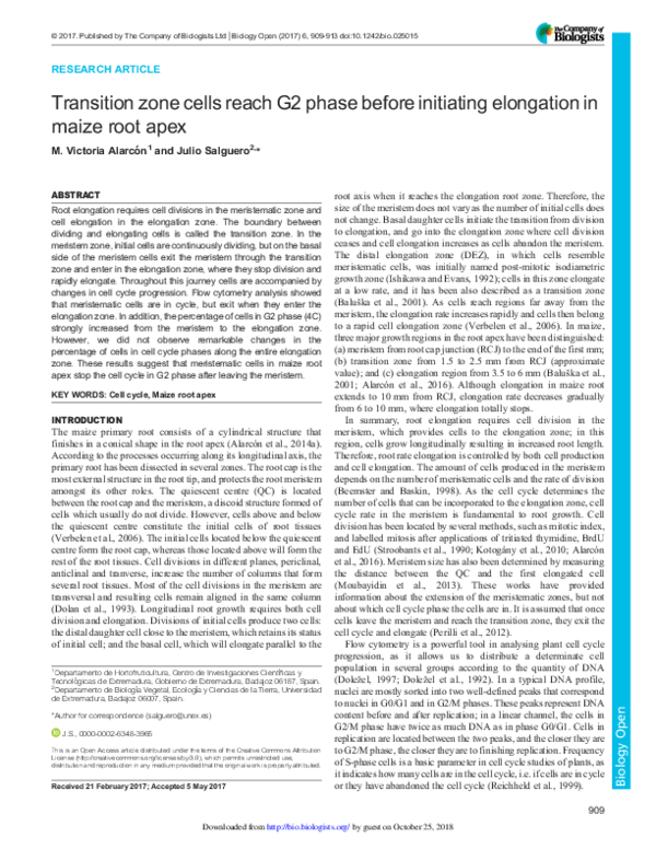 (PDF) Transition zone cells reach G2 phase before initiating elongation ...