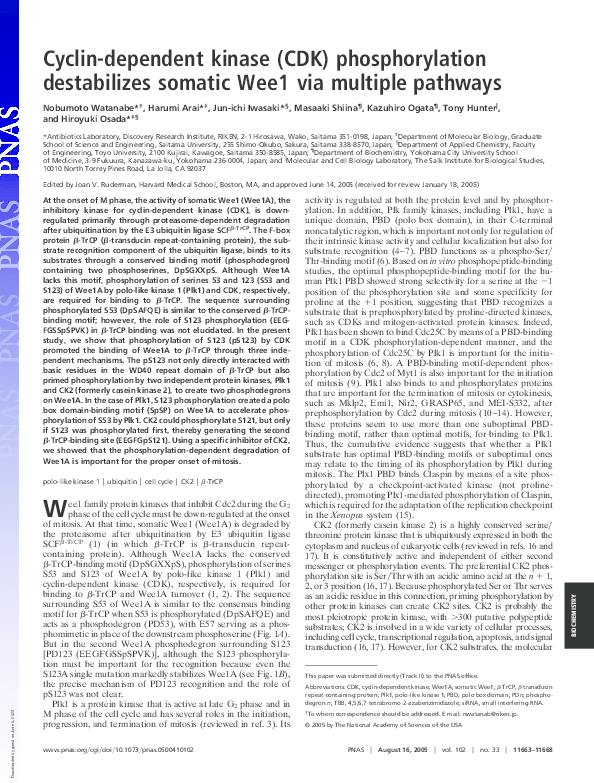 (PDF) Cyclin-dependent kinase (CDK) phosphorylation destabilizes ...