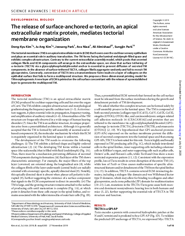 (PDF) The release of surface-anchored α-tectorin, an apical ...