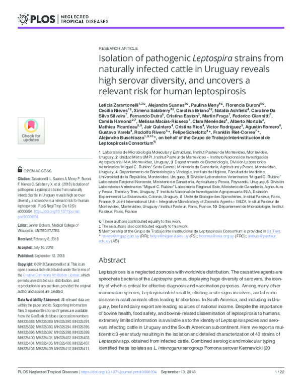 (PDF) Diverse pathogenic Leptospira strains from cattle in Uruguay