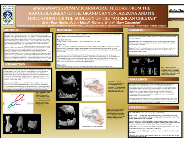 (PDF) MIRACINONYX TRUMANI (CARNIVORA: FELIDAE) FROM THE RANCHOLABREAN ...