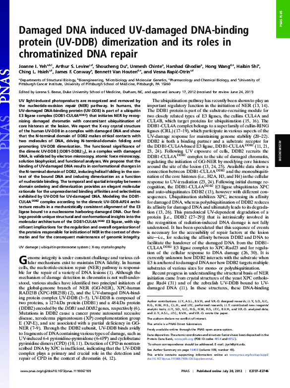 (PDF) Damaged DNA induced UV-damaged DNA-binding protein (UV-DDB ...