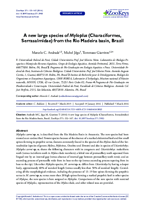 (PDF) A new large species of Myloplus (Characiformes, Serrasalmidae ...