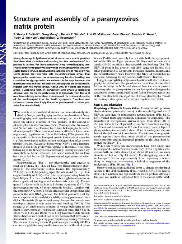 (PDF) Structure and assembly of a paramyxovirus matrix protein