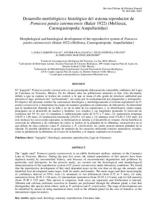(PDF) Desarrollo morfológico e histológico del sistema reproductor de ...
