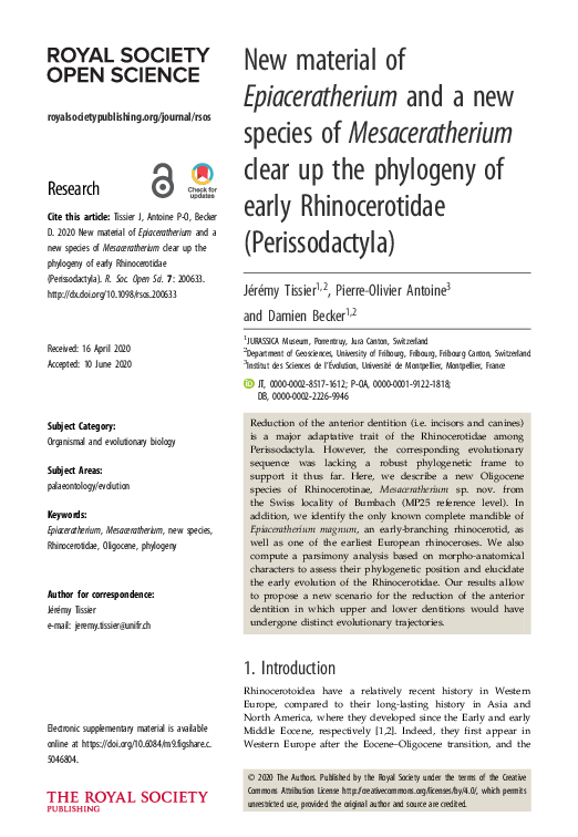 (PDF) New material of Epiaceratherium and a new species of ...