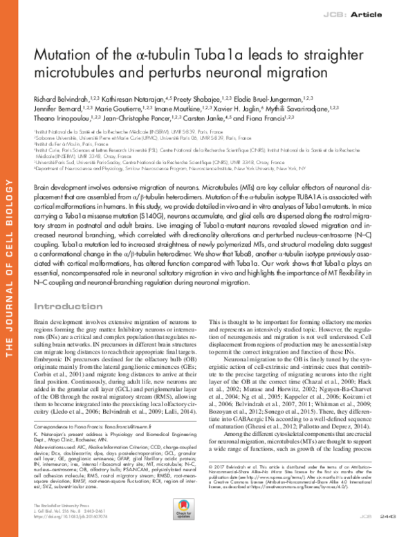 (PDF) Mutation of the α-tubulin Tuba1a leads to straighter microtubules ...