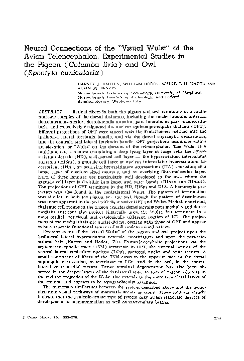 (PDF) Neural connections of the “visual wulst” of the avian ...