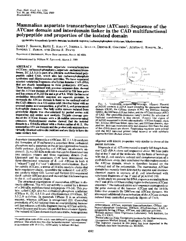 (PDF) Mammalian aspartate transcarbamylase (ATCase): sequence of the ...