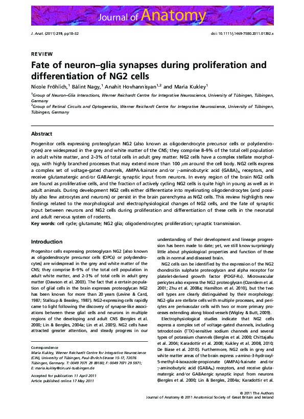 (PDF) Fate of neuron-glia synapses during proliferation and ...