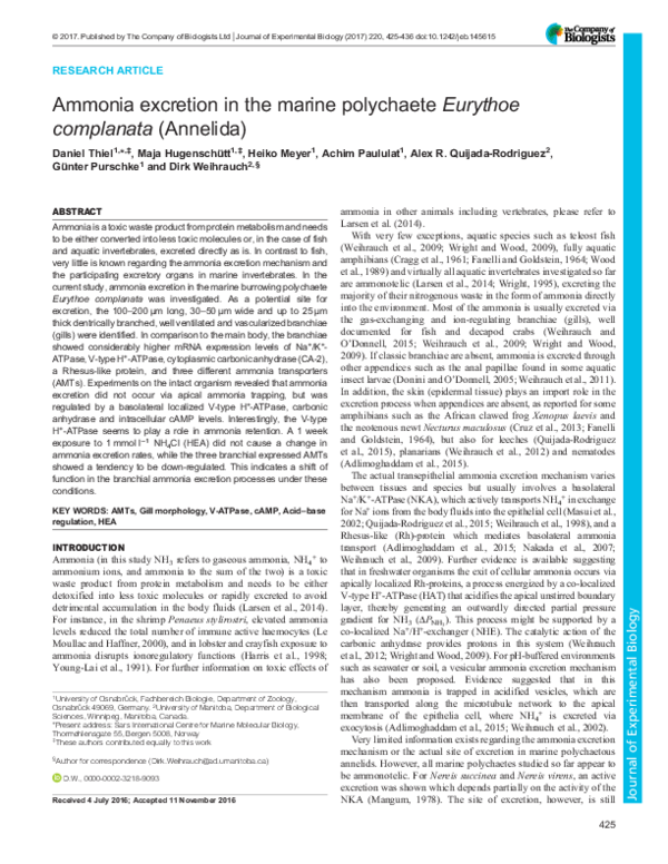 (PDF) Ammonia excretion in the marine polychaete Eurythoe complanata ...