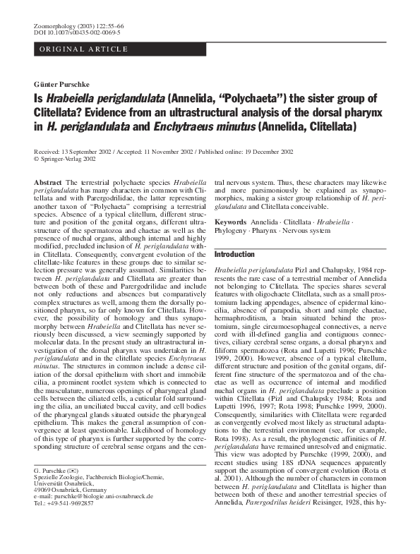 (PDF) Is Hrabeiella periglandulata (Annelida, "Polychaeta") the sister group of Clitellata ...