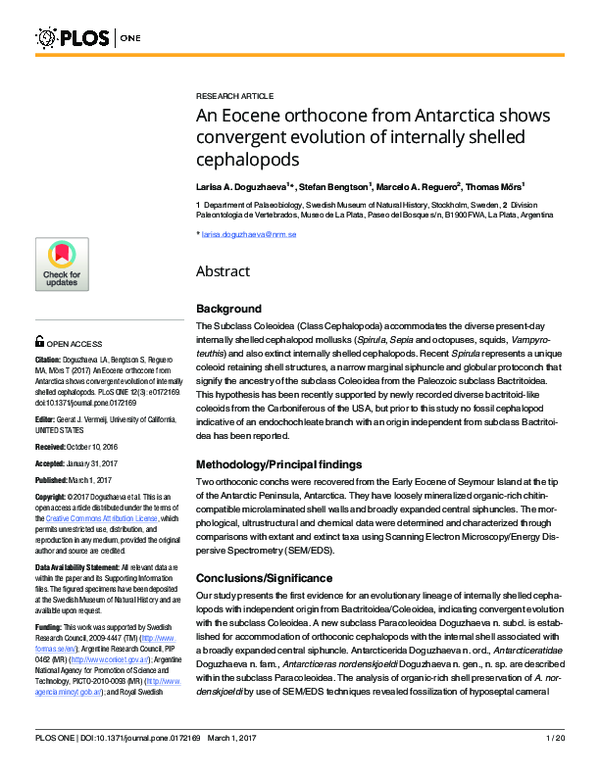 (PDF) An Eocene orthocone from Antarctica shows convergent evolution of ...