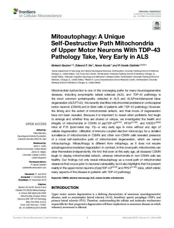 (PDF) Mitoautophagy: A Unique Self-Destructive Path Mitochondria of ...