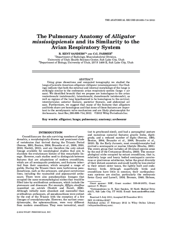 (PDF) The pulmonary anatomy of Alligator mississippiensis and its ...