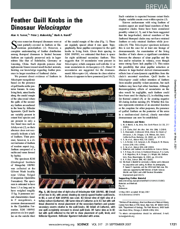 (PDF) Feather Quill Knobs in the Dinosaur Velociraptor