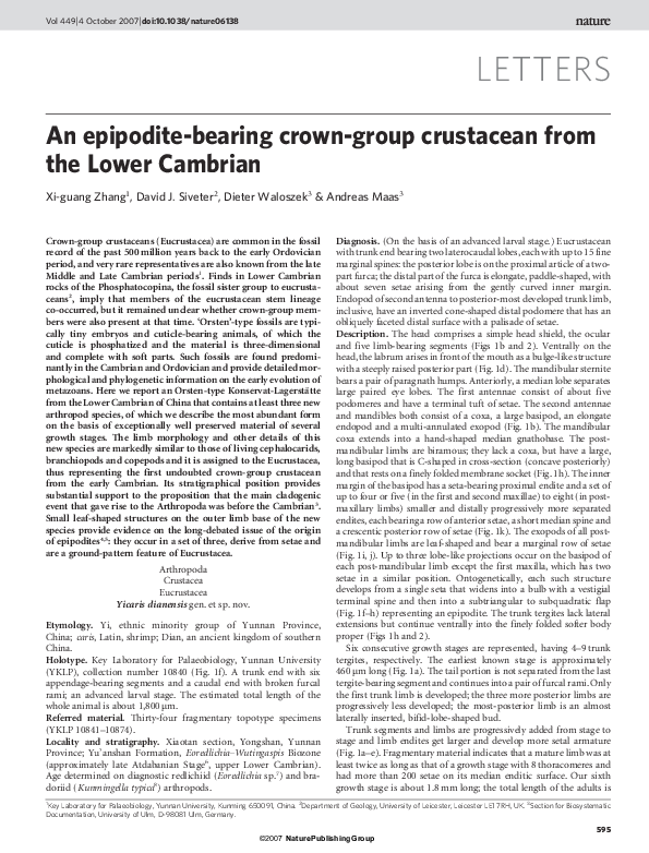 (PDF) An epipodite-bearing crown-group crustacean from the Lower Cambrian