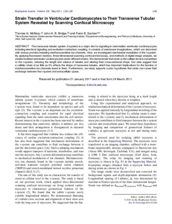 (PDF) Strain Transfer in Ventricular Cardiomyocytes to Their Transverse ...