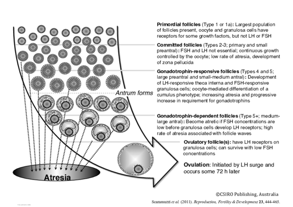 (PDF) Folliculogenesis illustrated as a 'cascade' of non-reversible ...