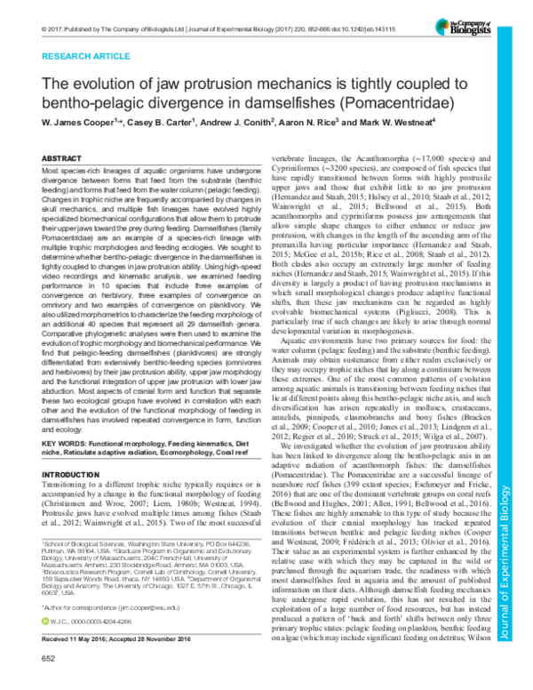 (PDF) The evolution of jaw protrusion mechanics has been tightly ...