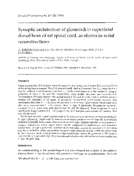 (PDF) Synaptic architecture of glomeruli in superficial dorsal horn of ...