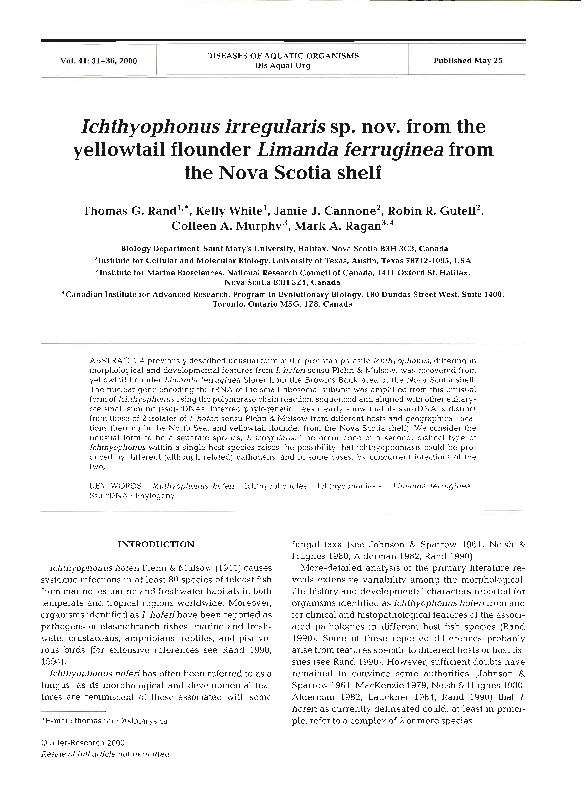 (PDF) Ichthyophonus irregularis sp. nov. from the yellowtail flounder ...