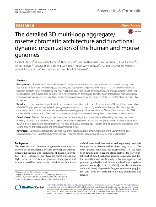 (PDF) The Detailed 3D Multi-Loop Aggregate/Rosette Chromatin Architecture and Functional Dynamic ...