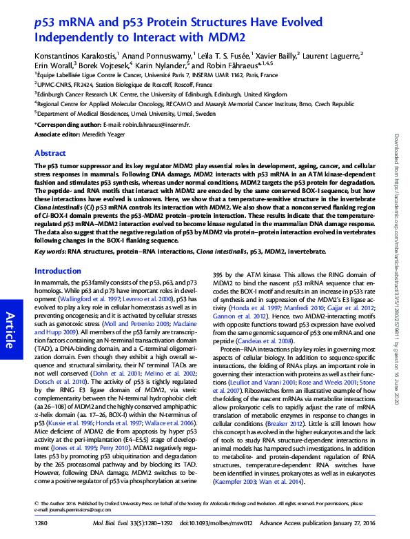 (PDF) p53 mRNA and p53 protein structures have evolved independently to ...