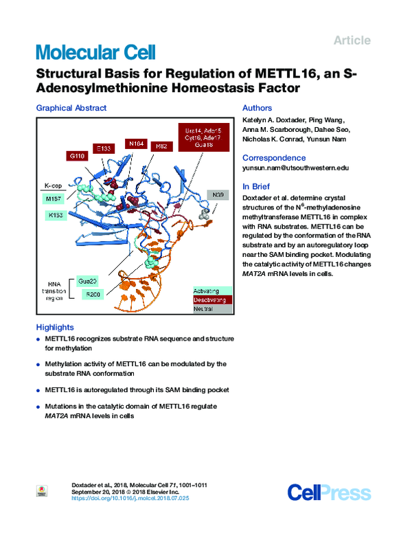 (PDF) Structural Basis for Regulation of METTL16, an S ...
