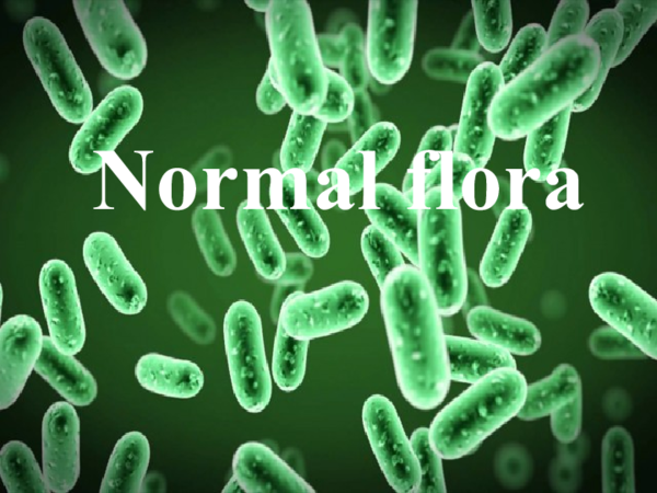 (PPT) Normal flora