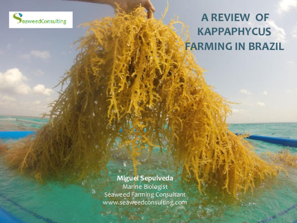 (PDF) A REVIEW OF KAPPAPHYCUS FARMING IN BRAZIL | Miguel Sepulveda ...