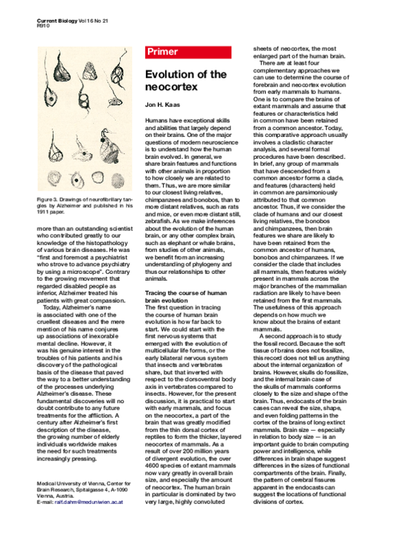(PDF) Evolution of the neocortex