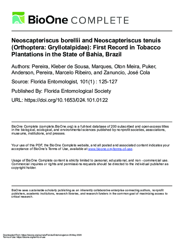 (PDF) Neoscapteriscus borelliiandNeoscapteriscus tenuis(Orthoptera ...