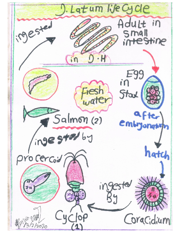 (PDF) D.latum life cycle illustration by Marwa Omar