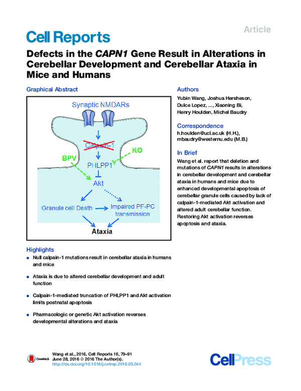 (PDF) Defects in the CAPN1 Gene Result in Alterations in Cerebellar ...