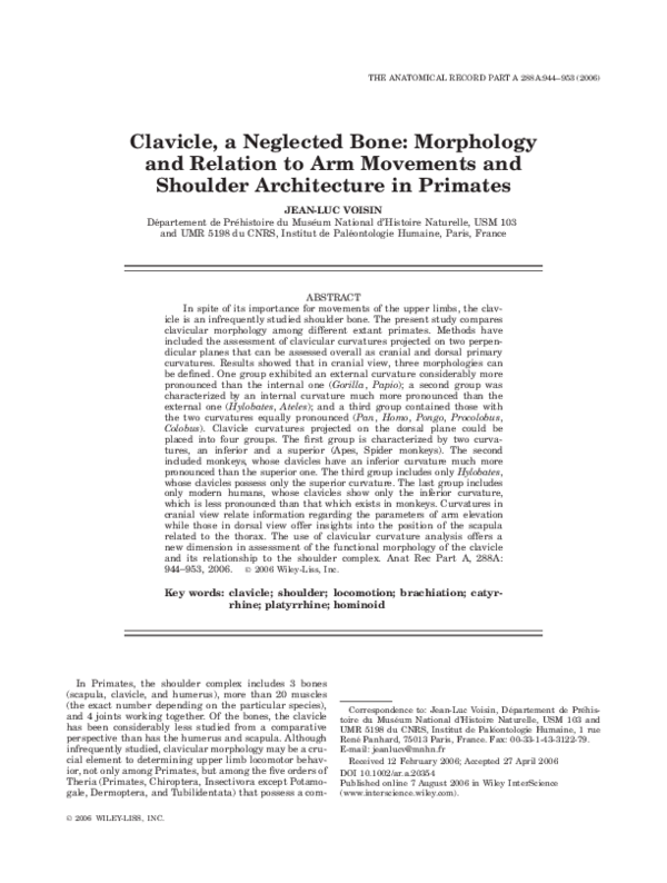 (PDF) Clavicle, a neglected bone: Morphology and relation to arm ...